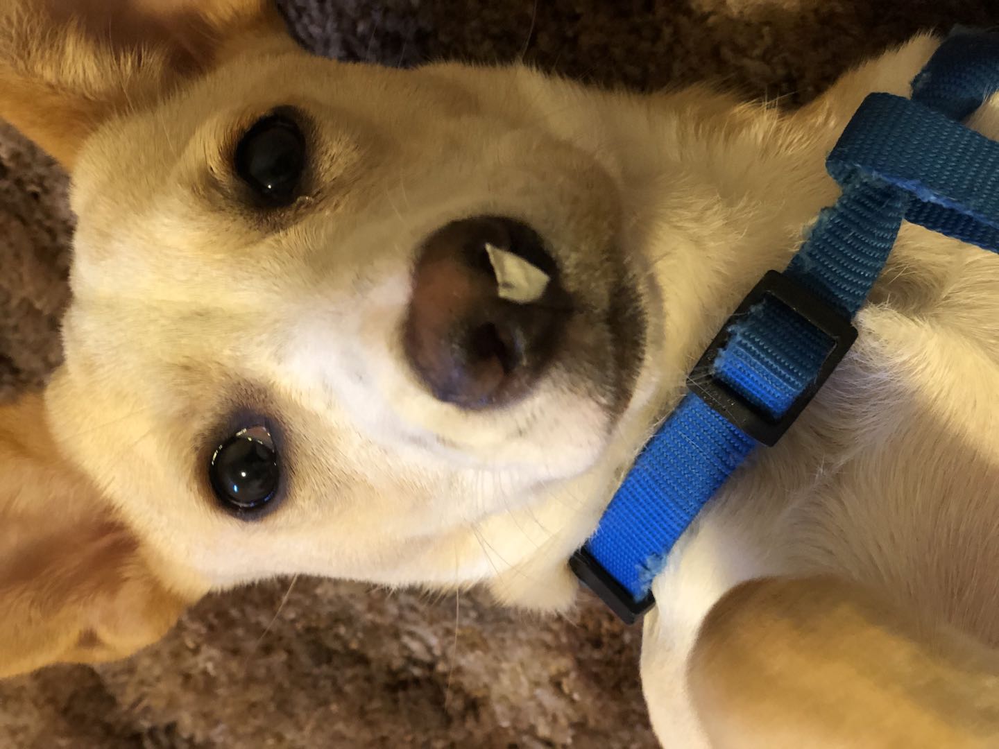 Yanru(Grace) Zhu Bio - Life