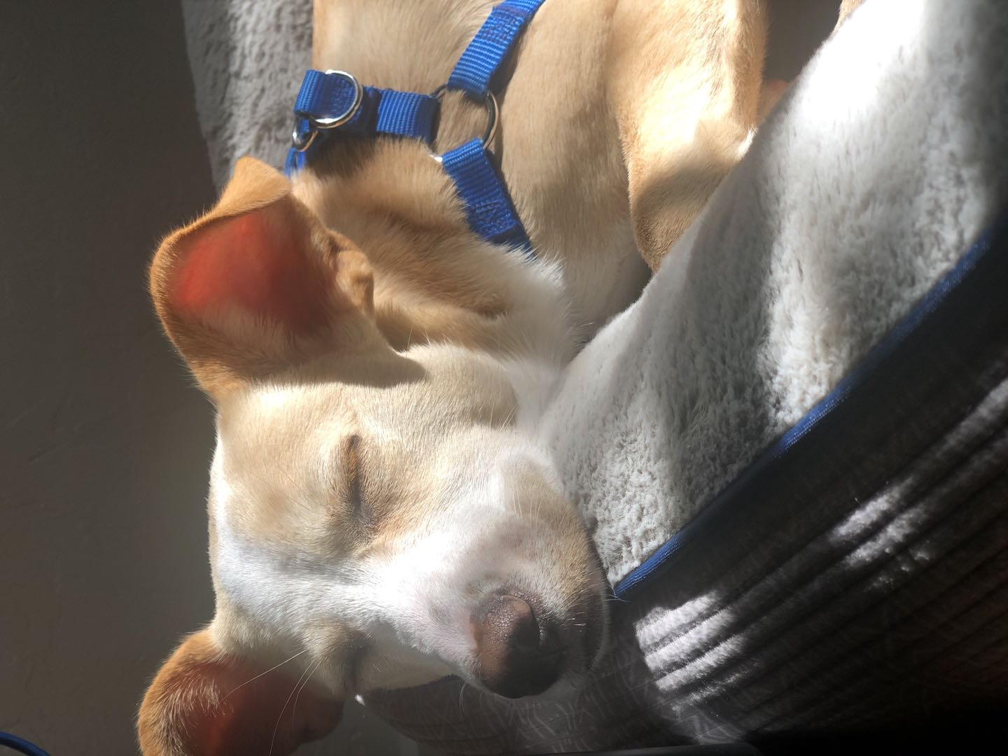 Yanru(Grace) Zhu Bio - Life